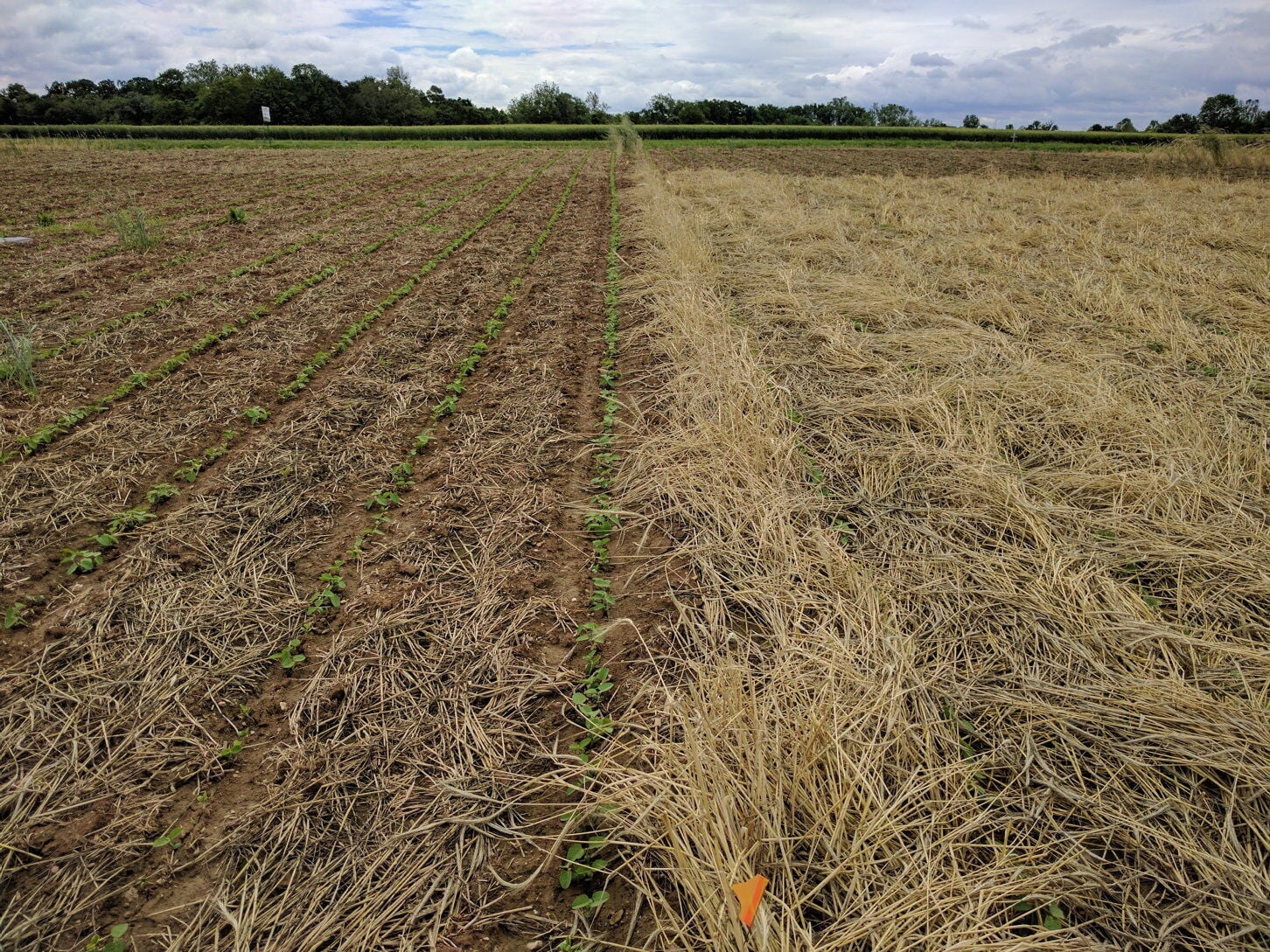 Study Finds Planting Green Shows Promise for Pest Control in Corn and ...