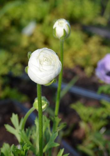 Tierra Blooms Brings Home the Flowers | Gardening Tips and How-To ...