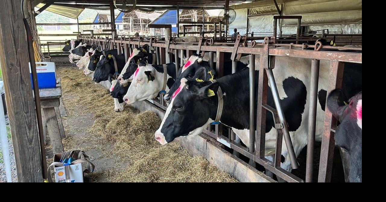 Finding the Target Cow: Low Milk Yields at Dry-Off | Dairy News ...