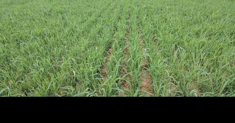 Benefits of Planting Cereal Rye After Corn or Soybean Harvest | Field ...