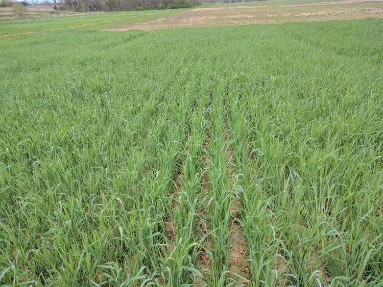Benefits of Planting Cereal Rye After Corn or Soybean Harvest | Field ...