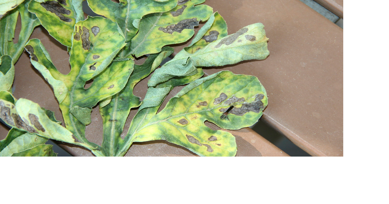 How to Know Which Fungicide Is Best for Your Vegetables | Fruit and ...