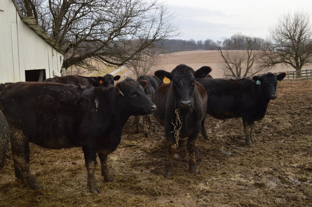 Maryland Grain Farmers Raise Cattle for Charity | Farm and Rural Family ...