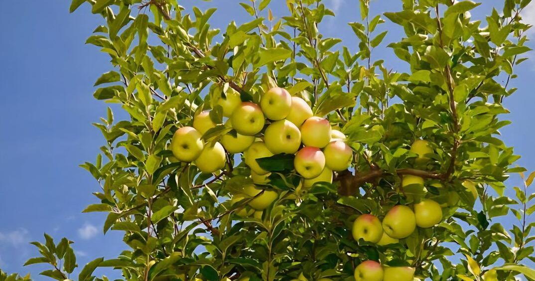 Get Picked: A Fresh Guide for Marketing Pick-Your-Own Orchards ...