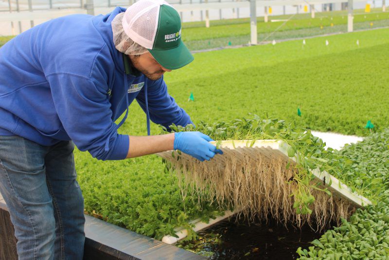 Bright Farms, Bright Greens Year-Round | Farming and Agricultural News ...