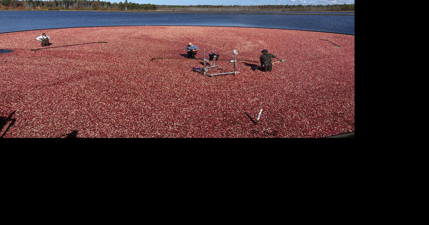 New Jersey Cranberry Farm Wades Through Harvest Season | Fruit and ...