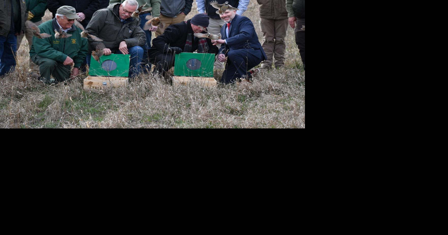 Northern Bobwhite Quail Brought Back to Pennsylvania by Army Depot and ...