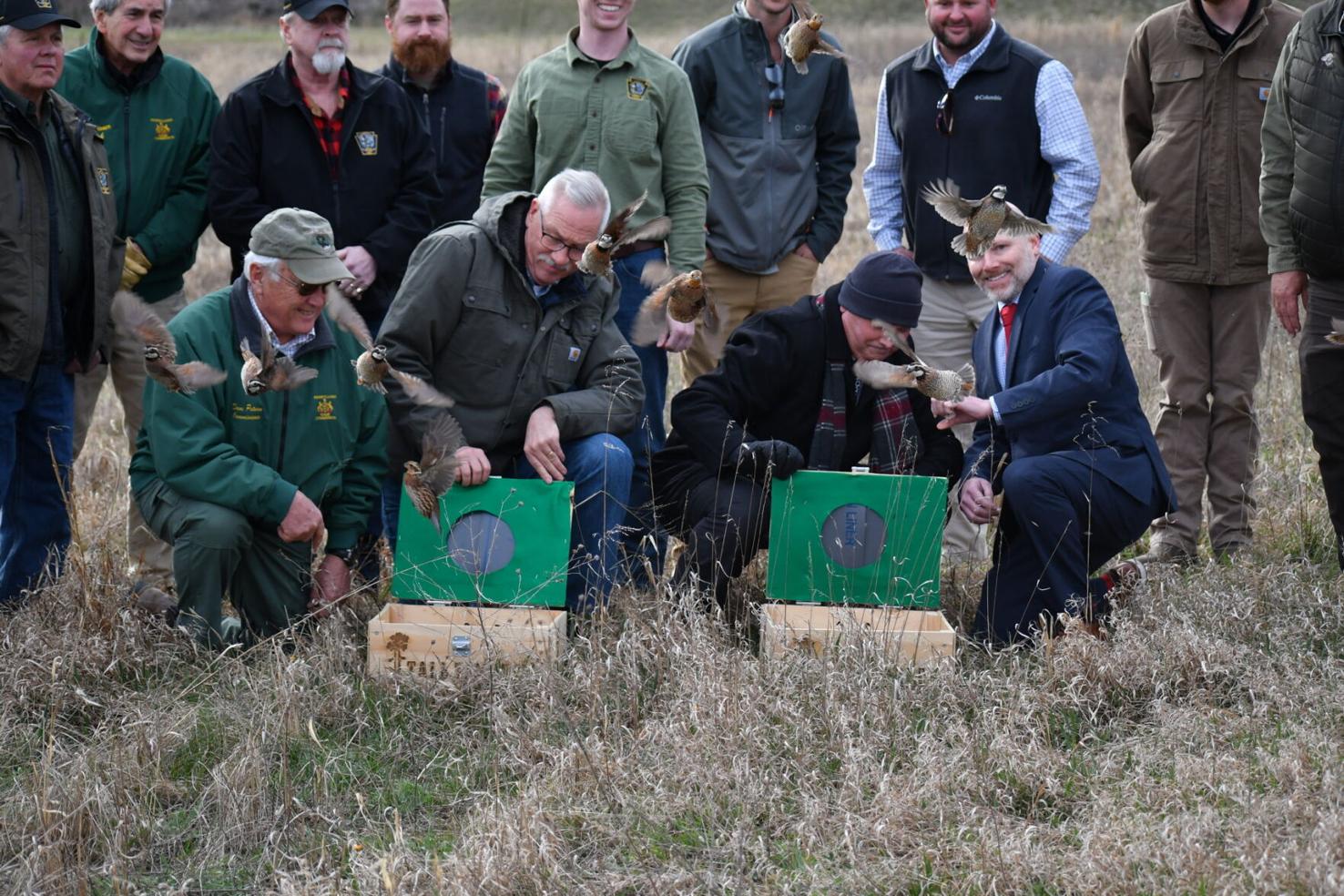 Northern Bobwhite Quail Brought Back to Pennsylvania by Army Depot and ...