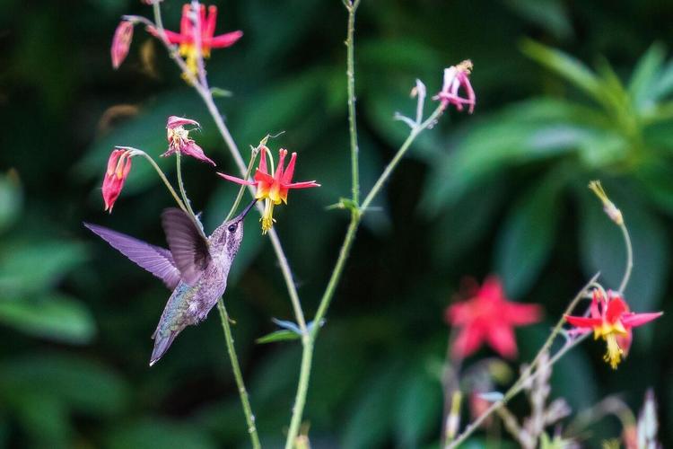 Five May-Blooming Plants Hummingbirds Love | Gardening Tips and How-To ...