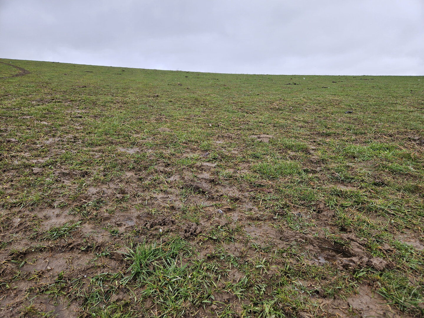 Muddy Pastures Threaten Livestock Health: Dangers of Clostridium and ...