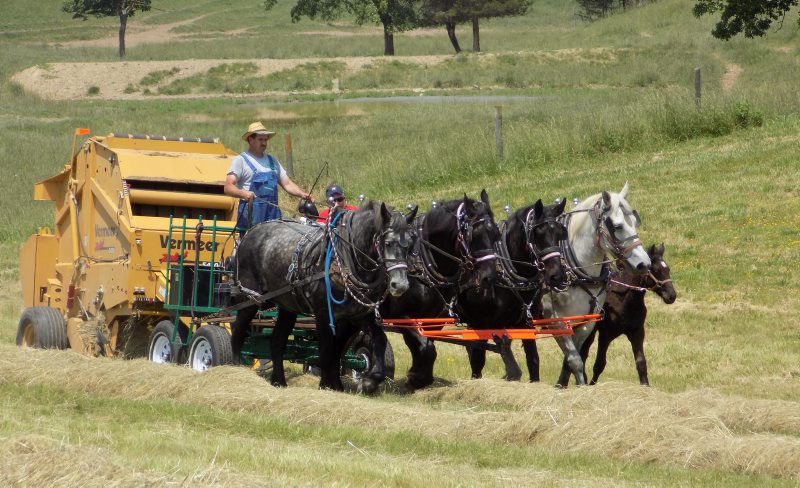 Percheron Power on Display in Virginia | | lancasterfarming.com