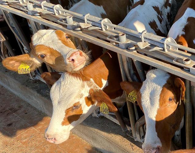Red, White and Moo | Farming and Agricultural News | lancasterfarming.com