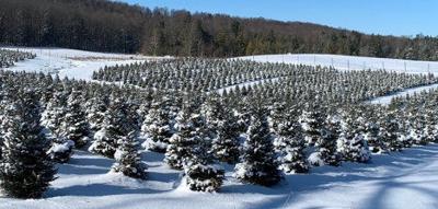 Evergreen Competition at Pennsylvania Farm Show Takes Years of Prep ...