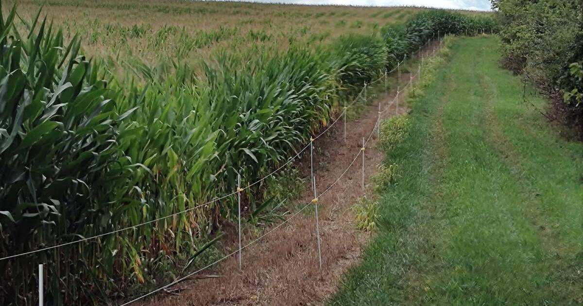 Farmer Finds Easy Fence Solution to Keep Deer Out of Crops | Outdoor ...