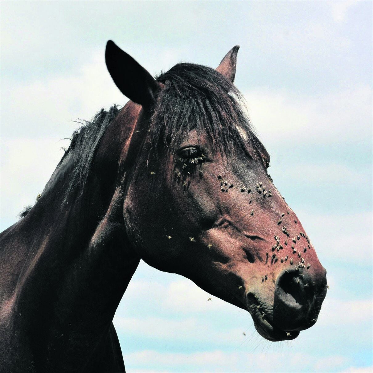 Penn State Research Will Investigate Fly Control Around Horses | Horse ...