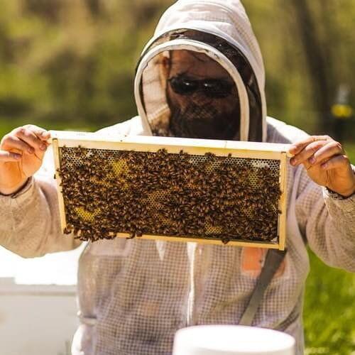 Hex Honey Beekeeper Talks Honey and Bees with Elmo and Friends | Farm ...