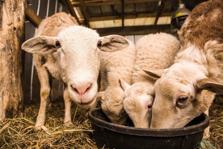 Adding Sheep or Goats to Your Homestead? Start Here | Livestock News ...