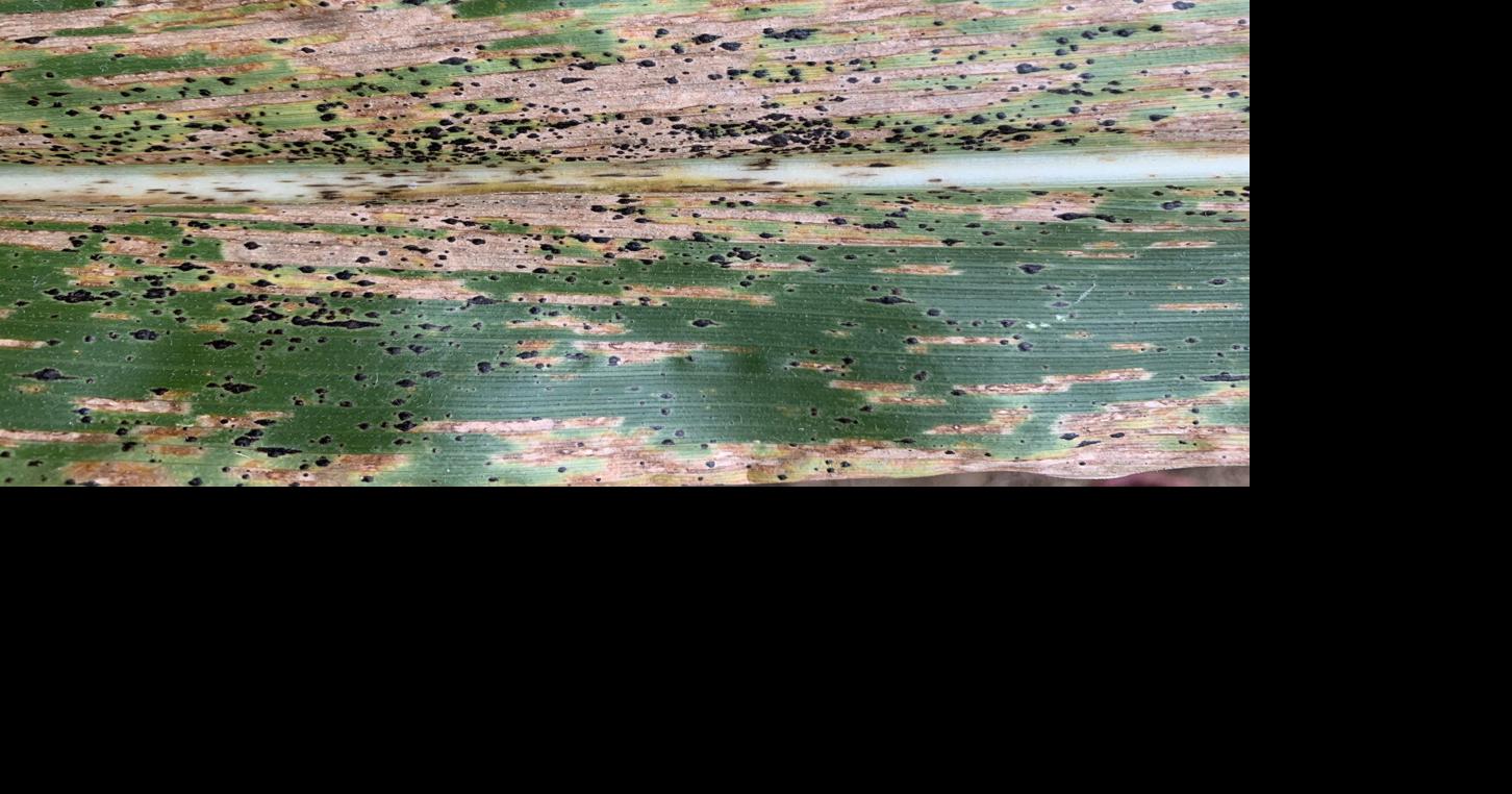 Updates on Tar Spot in Pennsylvania: What Growers Need to Know | Field ...