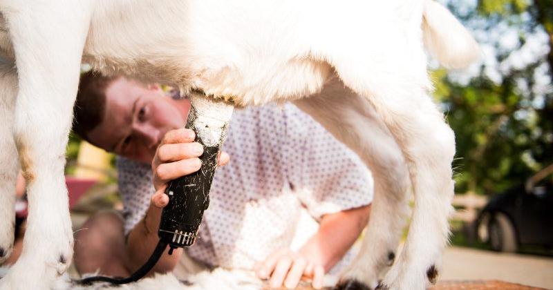 A Fitting Plan: How to Get Goats Ready to Shine in the Show Ring | News ...