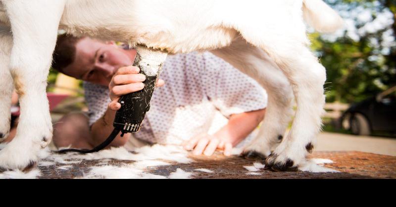 A Fitting Plan: How to Get Goats Ready to Shine in the Show Ring | News ...