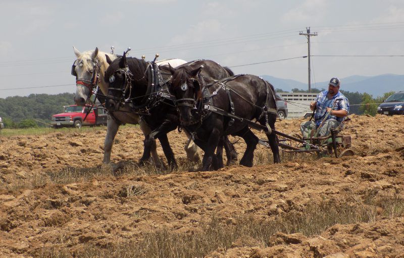Percheron Power on Display in Virginia | | lancasterfarming.com