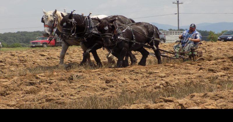 Percheron Power on Display in Virginia | | lancasterfarming.com