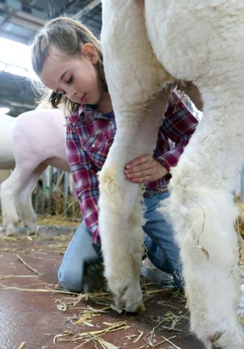 Scenes From the 2023 Keystone International Livestock Exposition ...