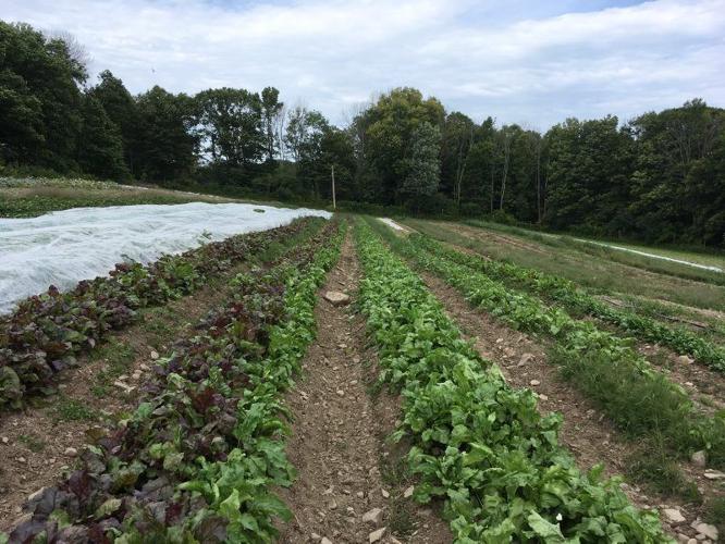 Apprentice Gets Up-Close Look at Small-Scale Vegetable Farm | Farming ...