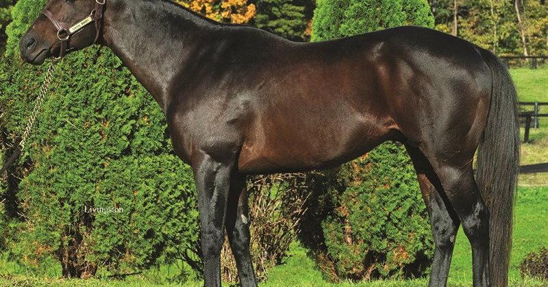 Mid-Atlantic Thoroughbred Sire Report | Horse News and Equine Events ...