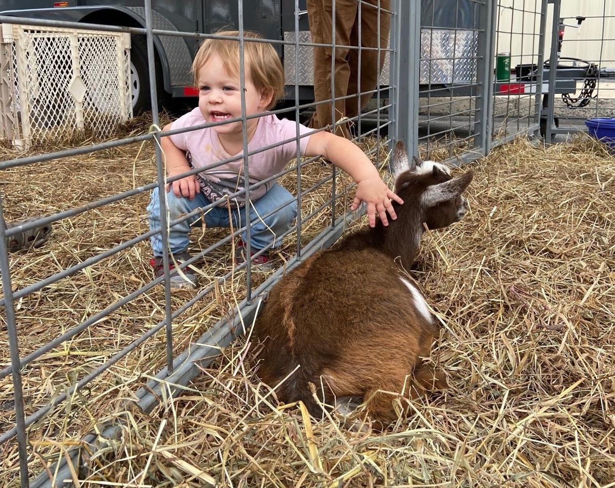 Pygmy Goats, Mini Highland Cows, Babydoll Sheep and More Power Swartz ...