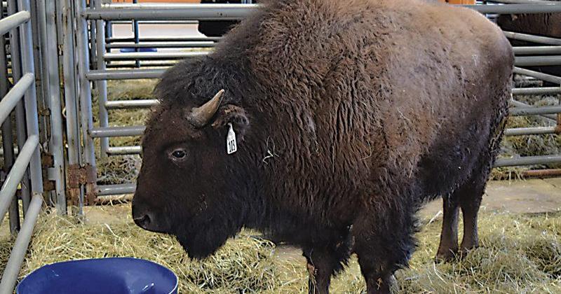 Butcher Breaks Down Bison Cuts | Seasonal Food and Country Style ...
