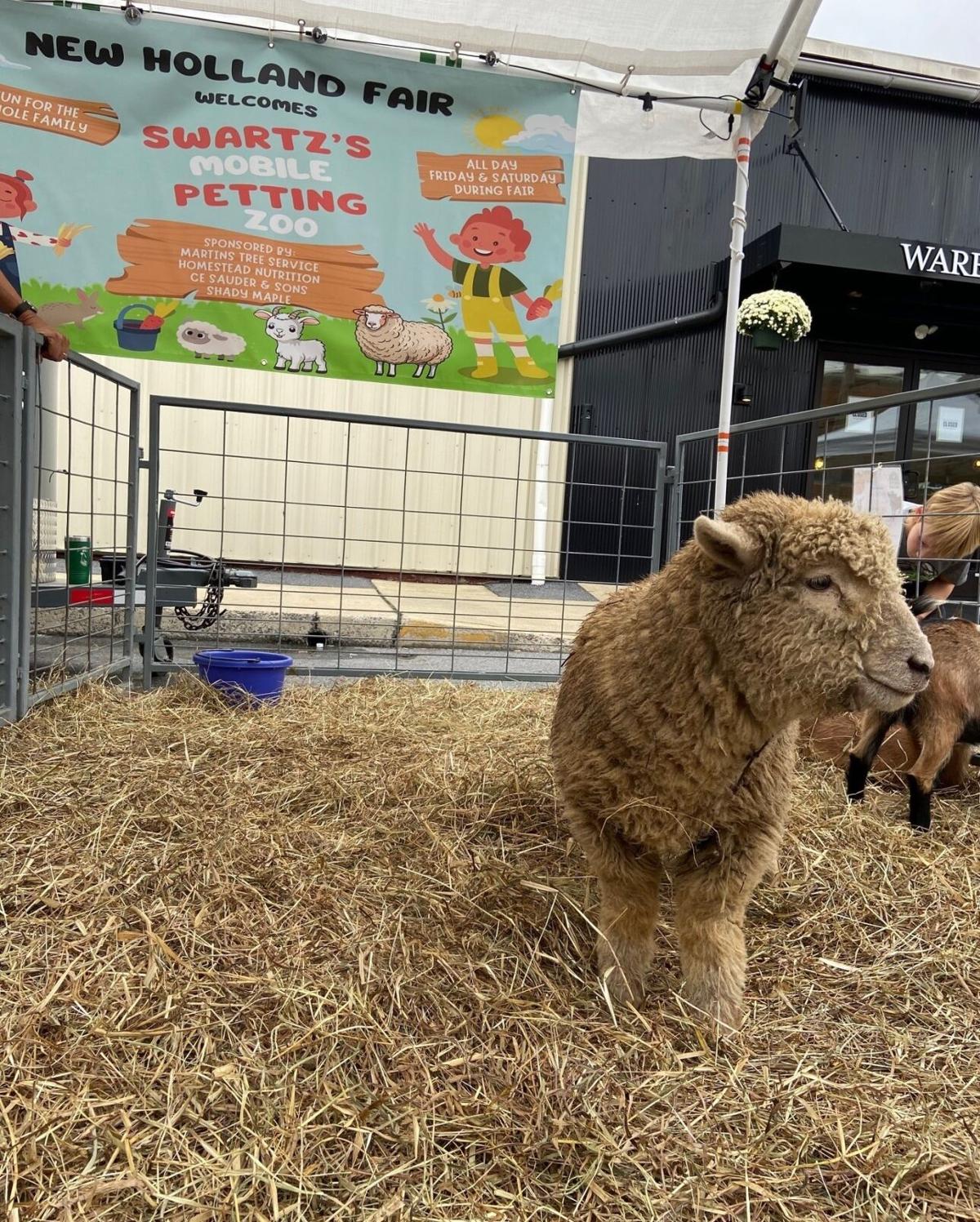 Pygmy Goats, Mini Highland Cows, Babydoll Sheep and More Power Swartz ...