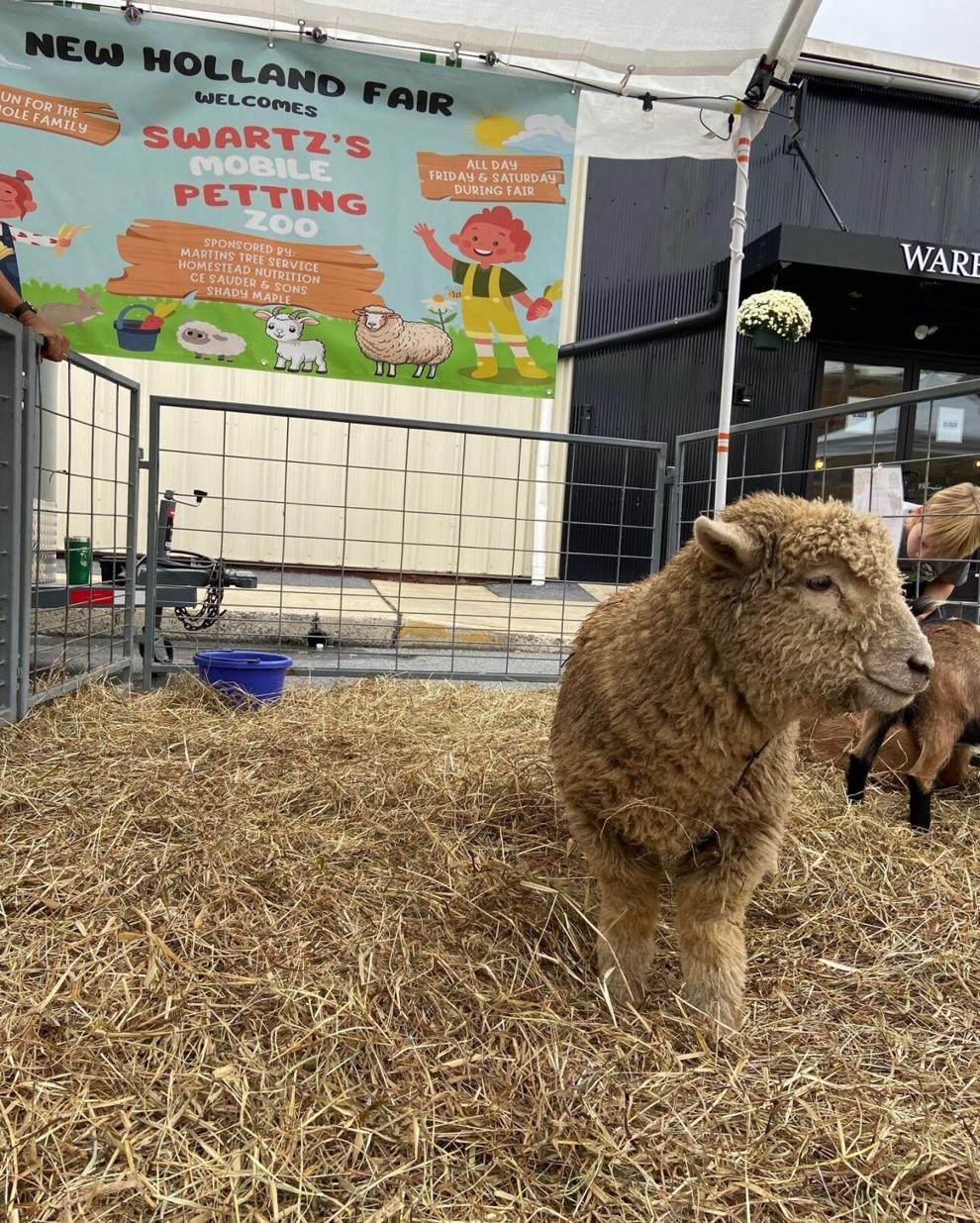 Pygmy Goats, Mini Highland Cows, Babydoll Sheep and More Power Swartz ...