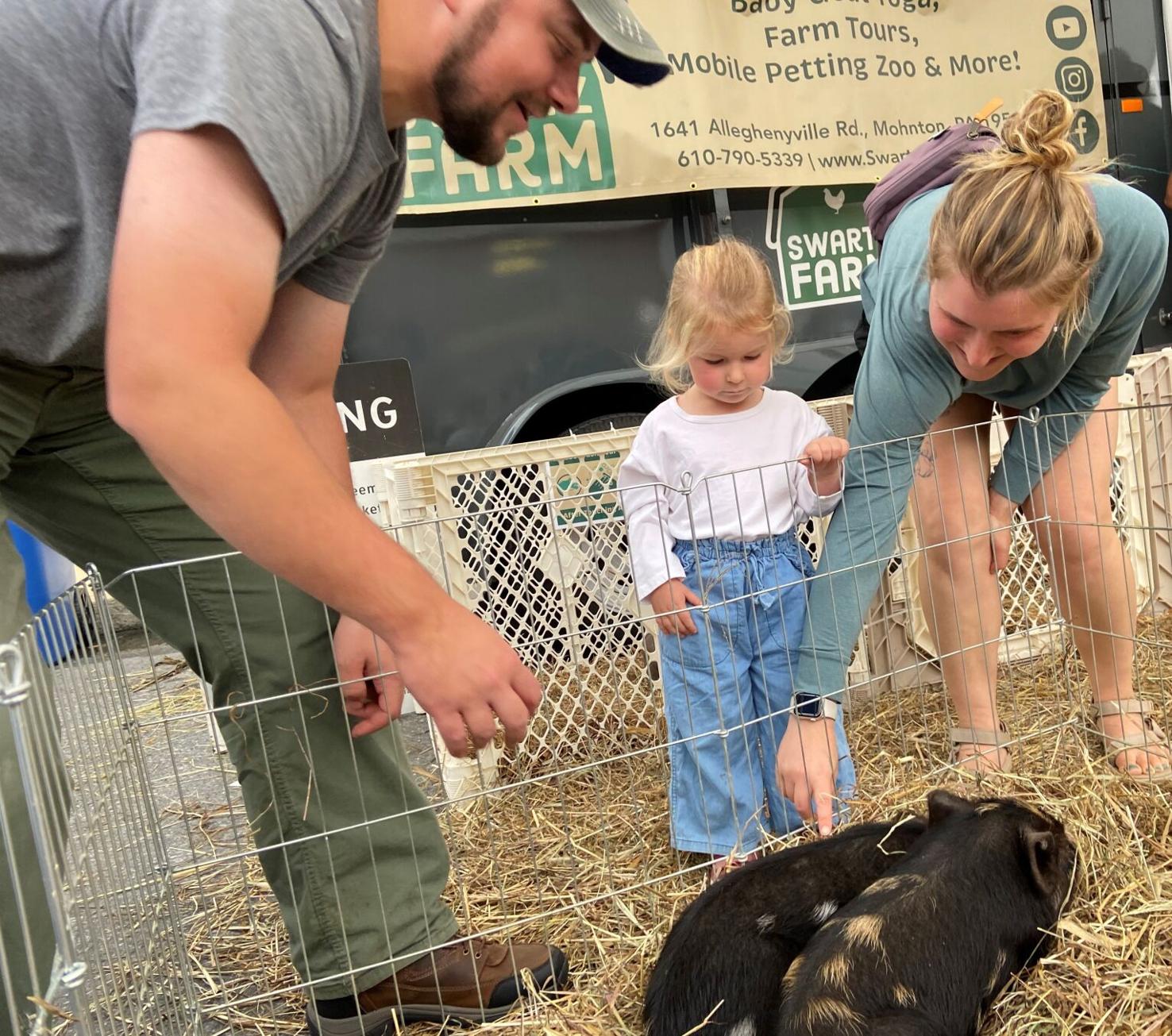 Pygmy Goats, Mini Highland Cows, Babydoll Sheep and More Power Swartz ...