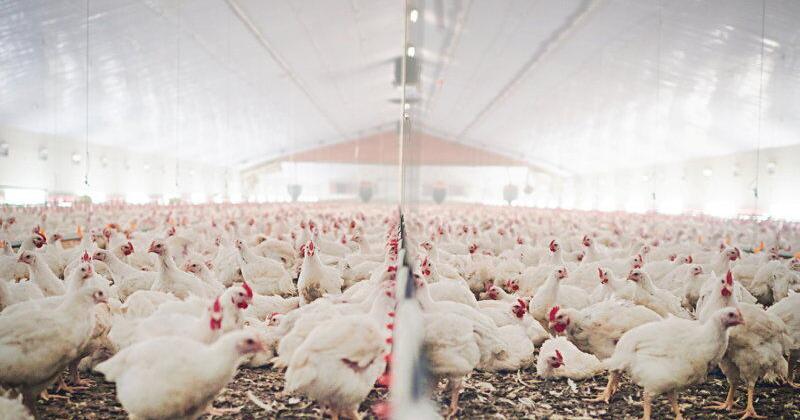 Ag Secretaries Seek Change on Avian Influenza Depopulation Method ...