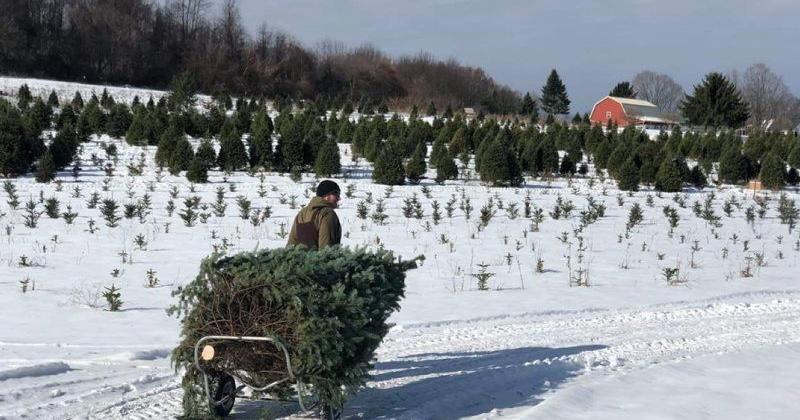 Three B Christmas Tree Farm Still Growing | Farm and Rural Family Life ...