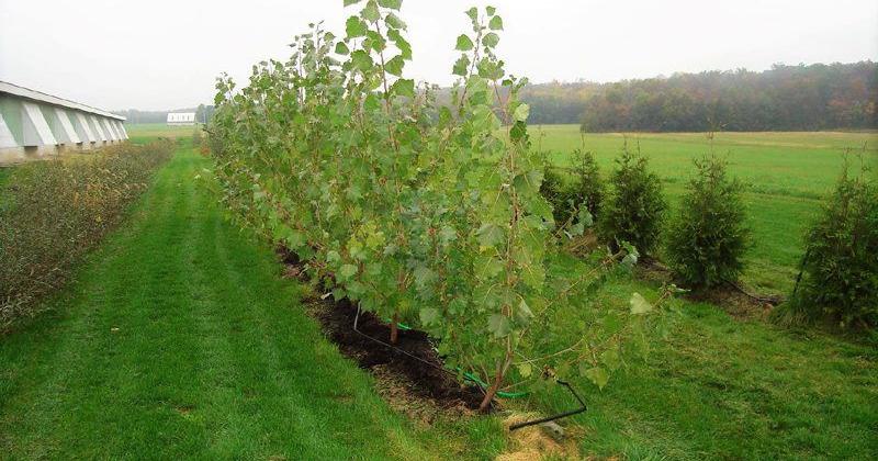 Hedging Your Bets: Buffers Have Benefits | Farming and Agricultural ...