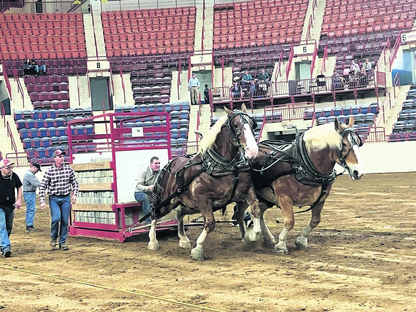 draft horse pulling contest