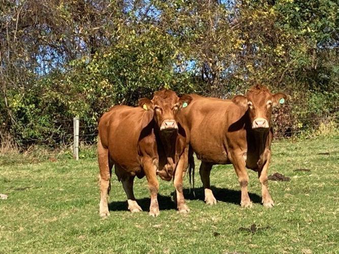 Beef Farmer Sees Promise in Limousin Cattle Breed | Livestock News ...