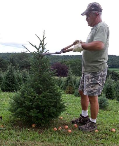 Learning the Hard Way at Restful Acres Christmas Tree Farm | Farm and ...