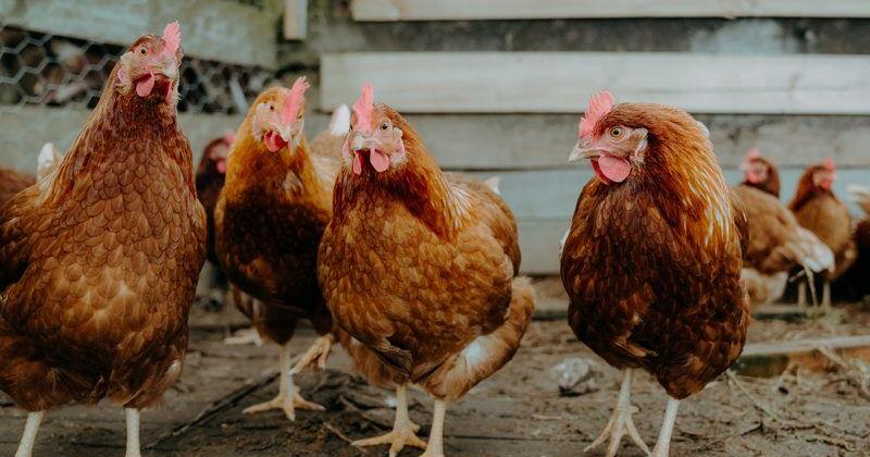 Poultry Judging Team Wins National Championship | Agriculture Education ...