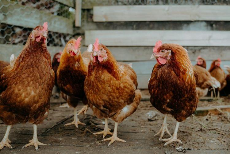 Poultry Judging Team Wins National Championship | Agriculture Education ...