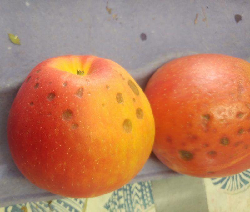 Apple Diseases Affected by Storage Temperature and Conditioning | Fruit ...