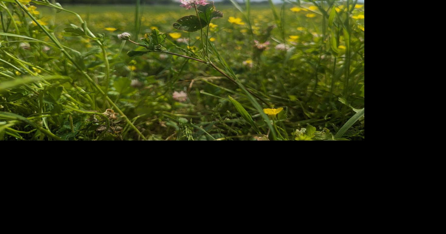 Yellow Buttercups Signal Weed Issues in Pastures | Field Crop News ...