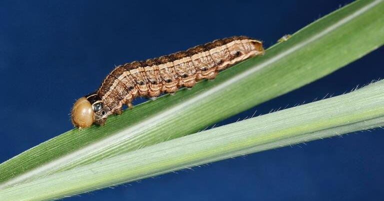 Insect Clipping Heads Found in Small Grain Fields | Field Crop News ...
