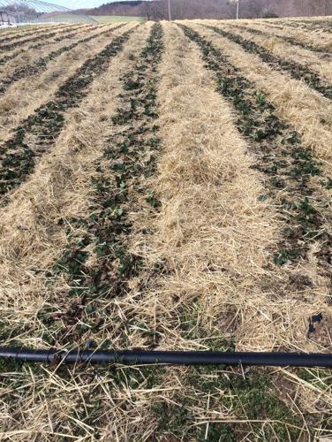 Farm Family Grows Berries, Niche Crops | Fruit and Vegetable Farming ...