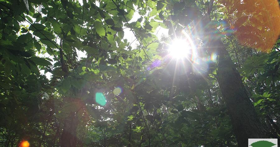 Chestnut Tree Restoration Efforts Slowed by Clashing Viewpoints ...