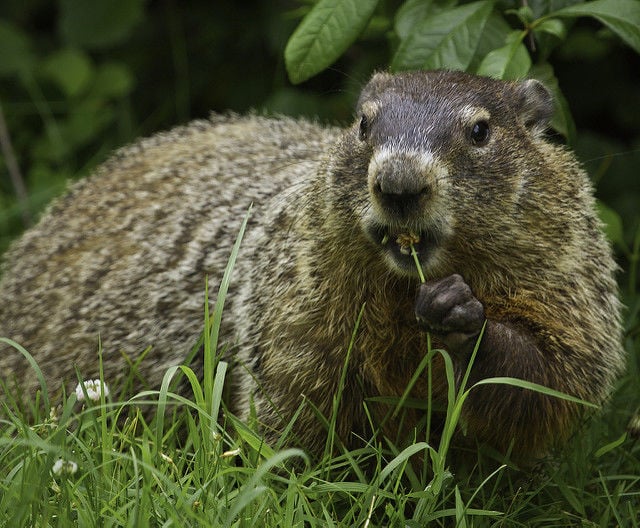 Soybean Farmers Warranted in Waging War on Groundhogs | Field Crop News ...
