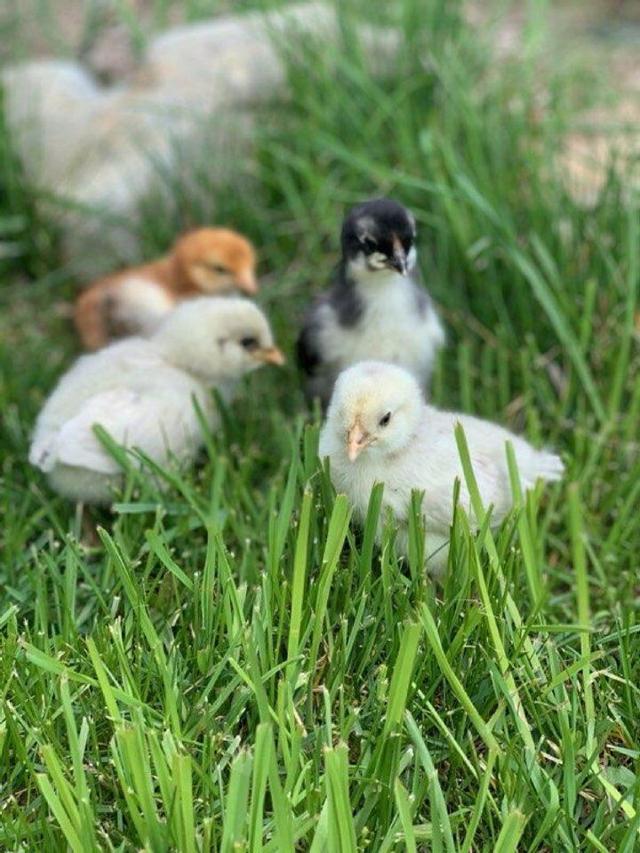 Backyard Enthusiasts Flock to Specialty Chicken Hybrid Breeds - Poultry ...