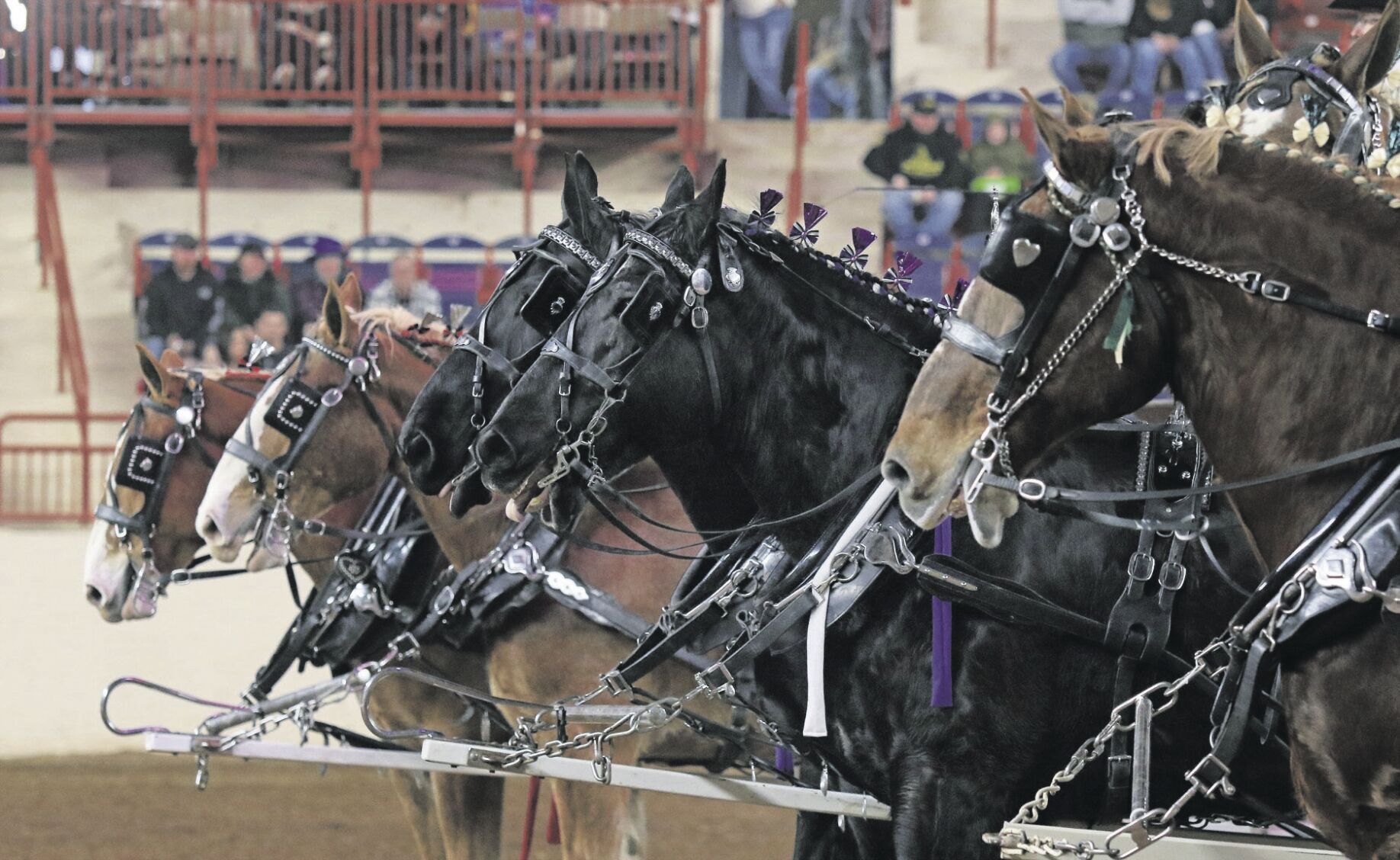 Ag Secretary Redding Says Horses Are ‘Absolutely Safe’ at PA Farm Show ...